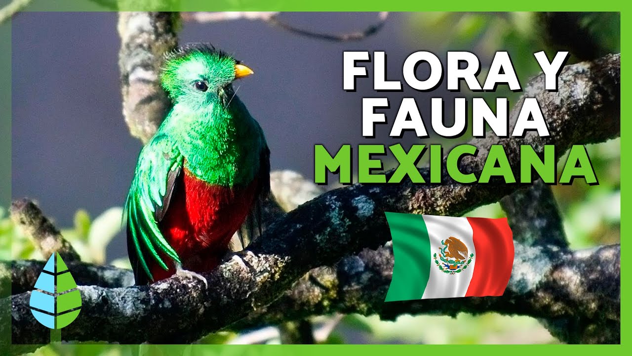 FLORA y FAUNA de MÉXICO 🇲🇽🌿🦋 | Características y ejemplos de PLANTAS y ANIMALES