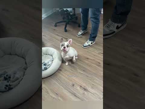 This video will make you laughπΎπ€£#viralvideo #funny #cute #cat #dog #trending #shorts