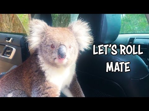 Ozzy Man Reviews: Koala in a Car