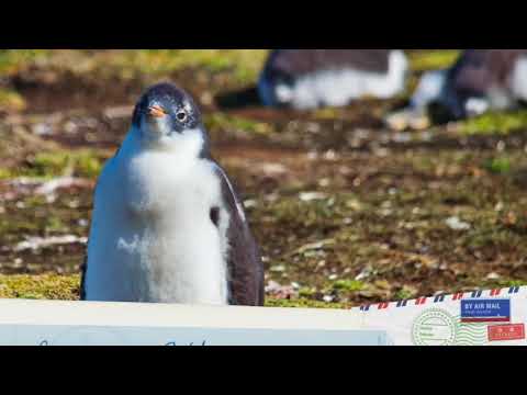 Falkland Islands. Bluff Cove Penguins.