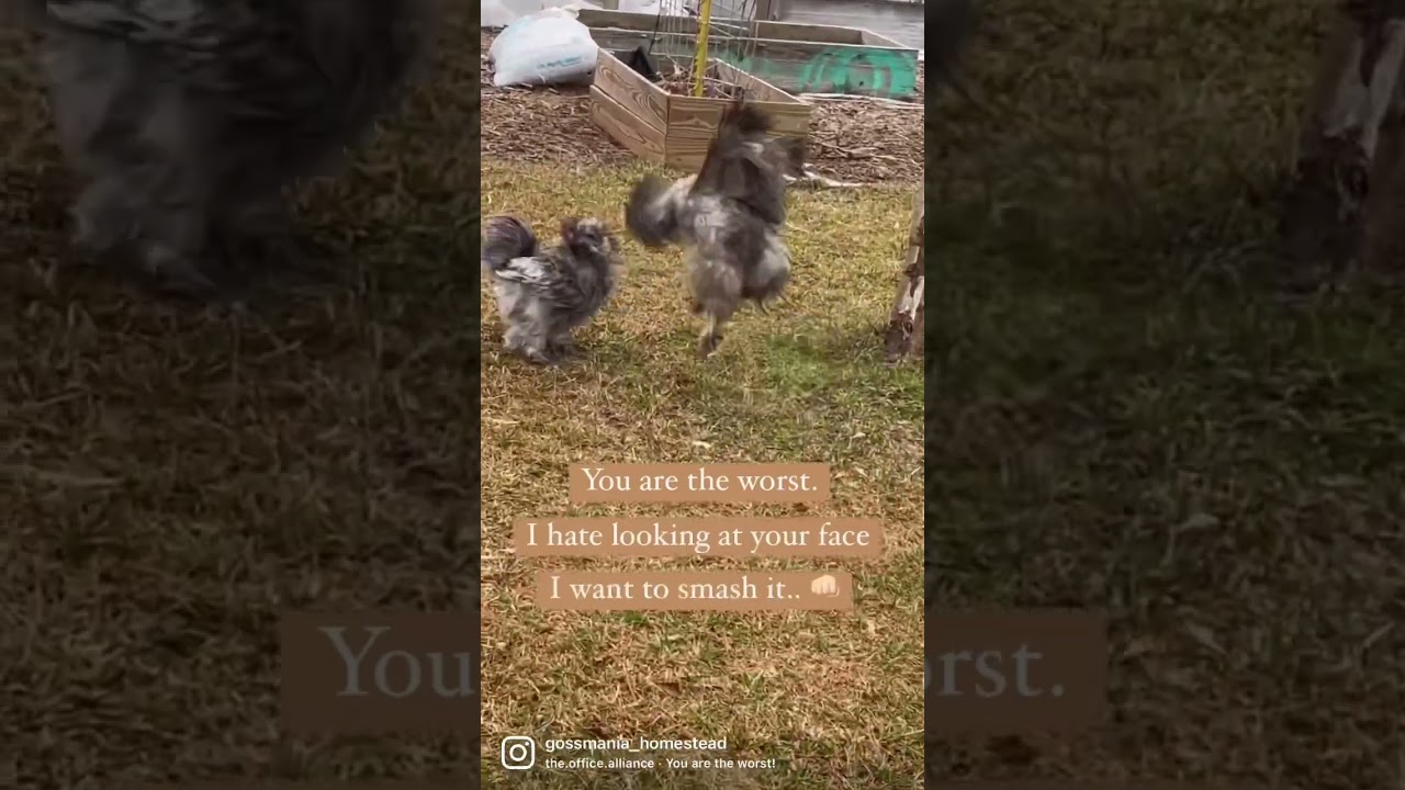 Introducing a new silkie rooster is like…. #silkie #chickens #comeatmebro #fightme #funnyfarm