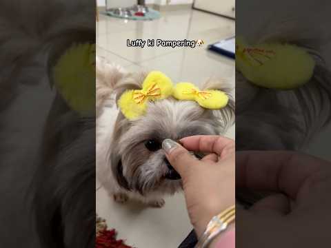 princess luffy🐶 shih tzu dog #dog #trending #puppy #funny #shihtzu #shorts #cute #petlover #pets