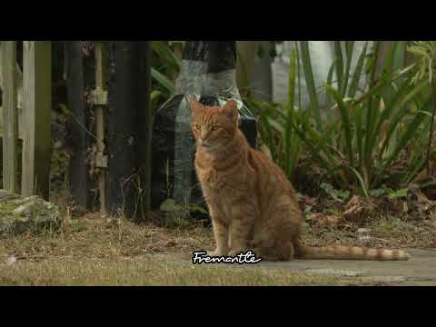 HD Stock Footage | Curious ginger cat | Curious cat | Essex | England | Beautiful cat | E19R54 038