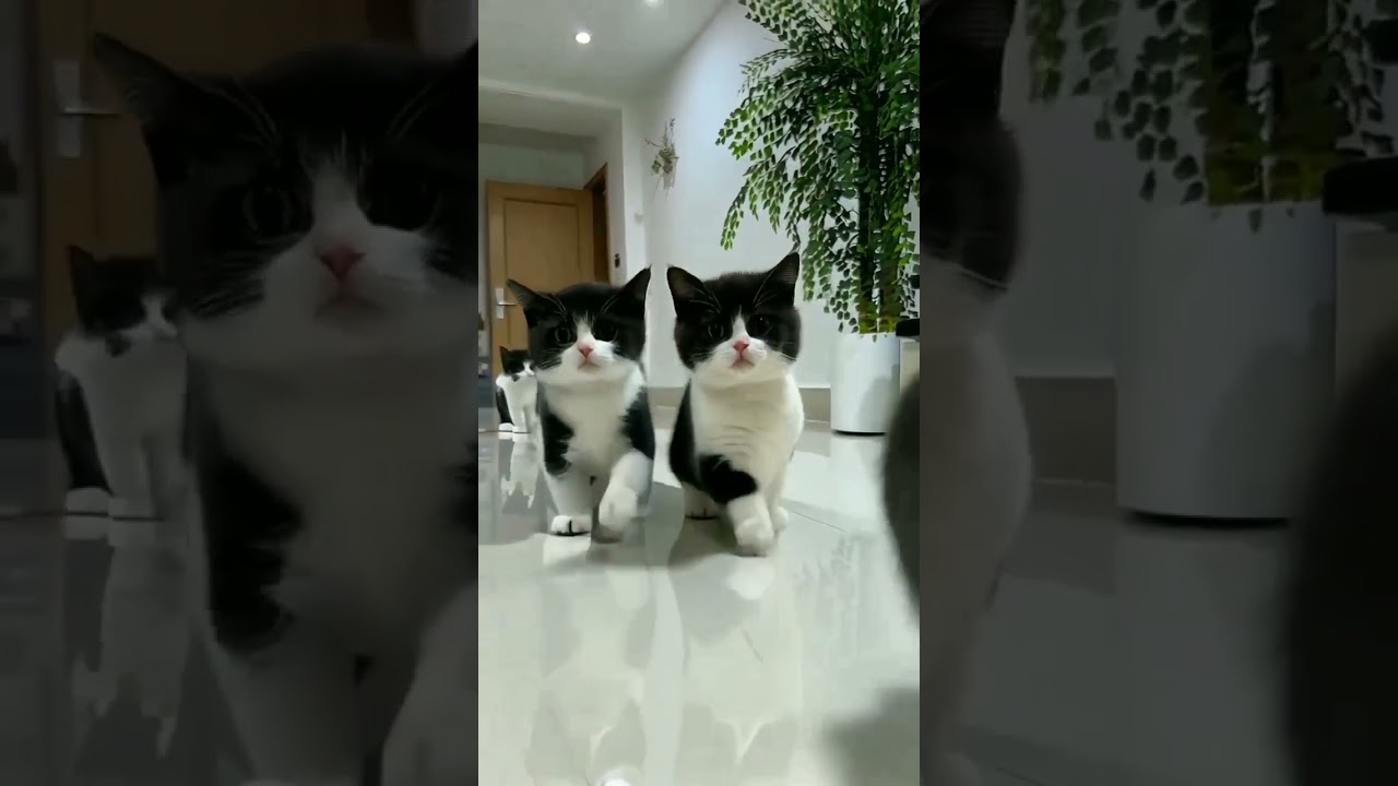 cats queue up