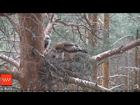 Orzełek włochaty Sierra de Guadarrama, Hiszpania - samica z gałązką 2020 07 08
