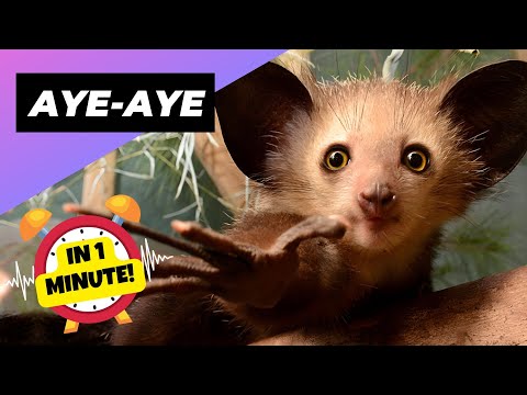 Aye-Aye - In 1 Minute! 🐒 One Of The Rarest Animals In The Wild | 1 Minute Animals