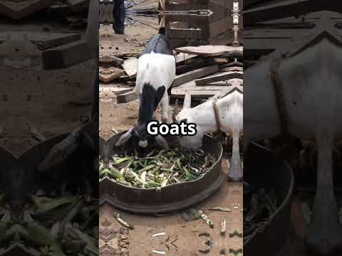 Can Goats Eat Pumpkin? ๐ Youโll Be Shocked by the Answer!