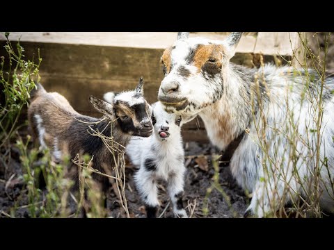 Is My Goat In Labor? Nigerian Dwarf Goat Pregnancy, Labor Signs, and Birth of New Babies