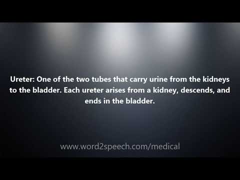 Ureter - Medical Definition and Pronunciation