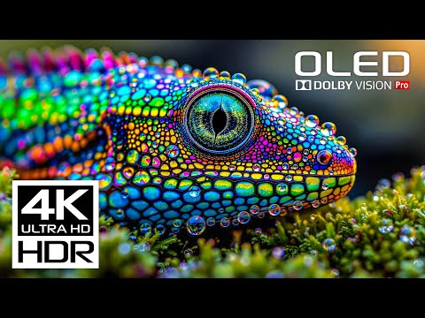 This Will Challenge Your Screen: Most Amazing 4K HDR Dolby Vision Video at 120 FPS