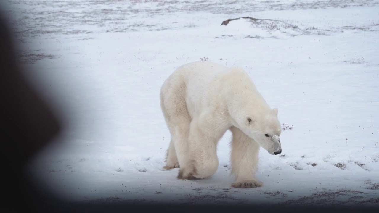 Great White Bear Tours | 2019 Feature