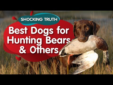 Best Dogs for Hunting Bears and Others- SHOCKING TRUTH REVEALED!