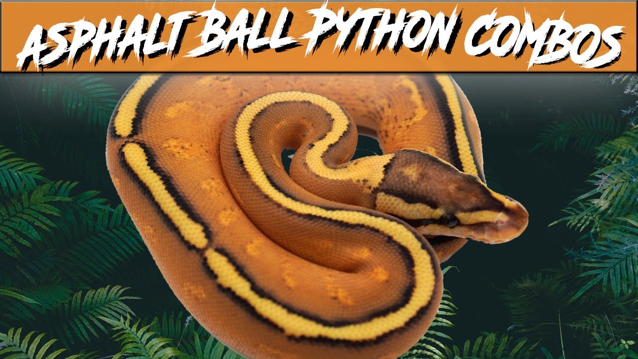 Asphalt Ball Python Morph Combos | Jack's Reptiles