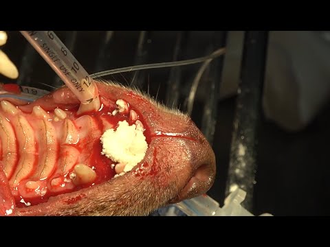 Veterinary Dentist EXPLAINS How to Use HEMABLOCK For A Palatal Mass Incisional Biopsy