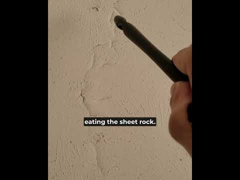 Termite Trails | How to Know You Have Them and Why