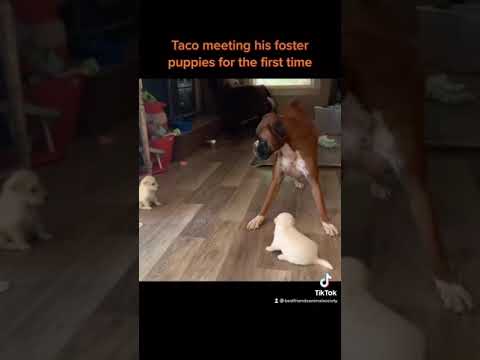 This dog has the best reaction to getting new foster puppies