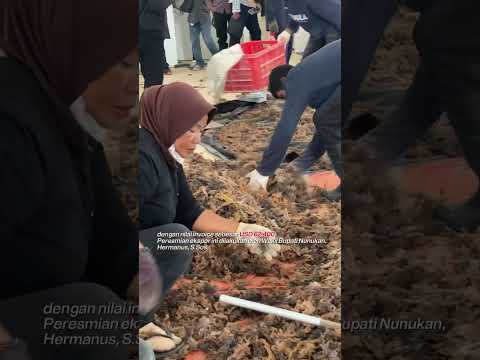 LAUNCHING EKSPOR RUMPUT LAUT EUCHEUMA COTTONI PERDANA PT KEBULA RAYA BESTARI KE KOREA SELATAN