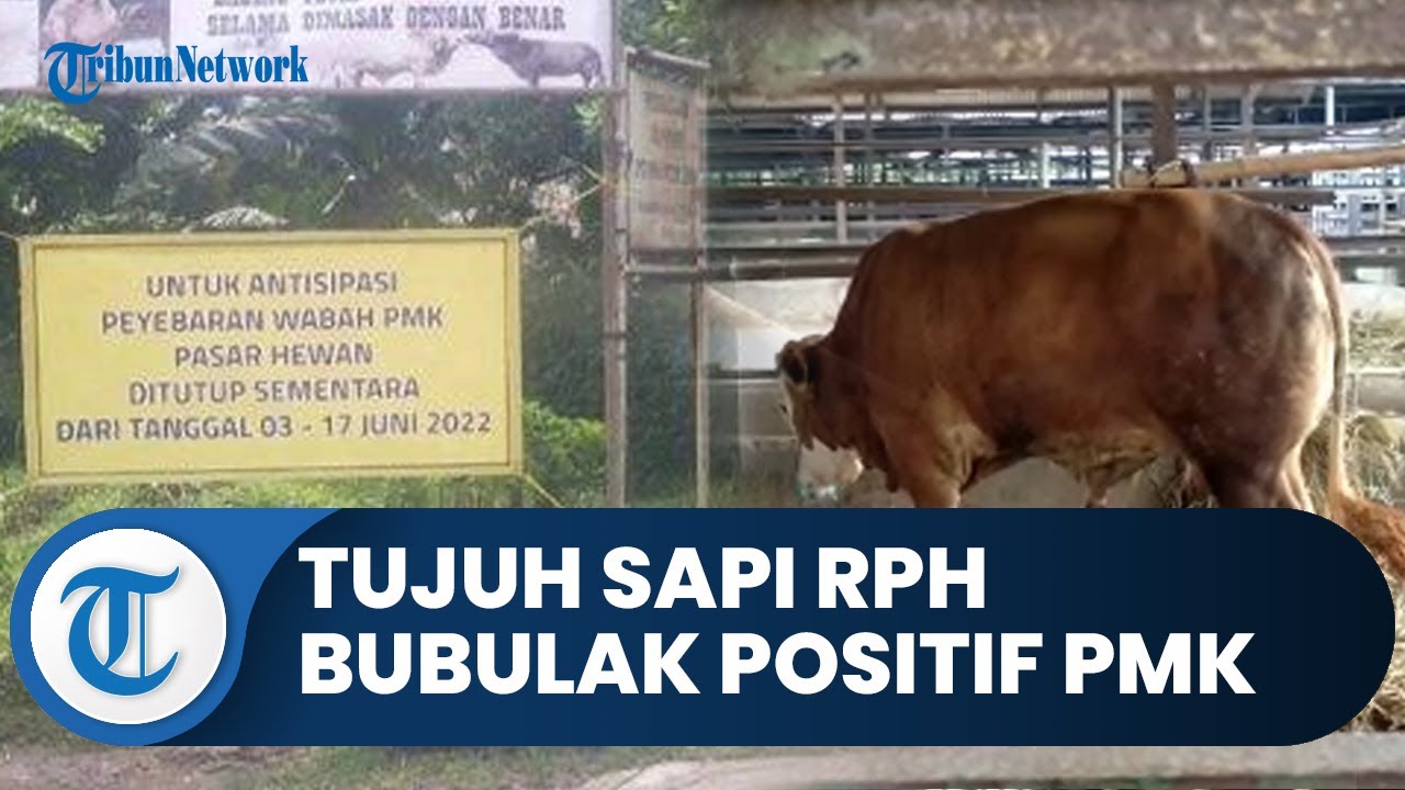 Hasil Uji Laboratorium Sudah Keluar, 7 Ekor Sapi di RPH Bubulak Kota Bogor Positif Terjangkit ...