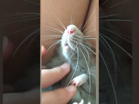 Pet rat bruxing and boggling