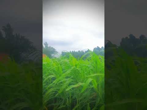 it is the most beautifull scene of my village #trendingshorts #ytshorts
