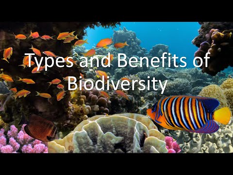 Types and Benefits of Biodiversity