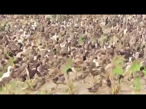 Indian Runner Ducks For Sale. +919940074486, +918838353334