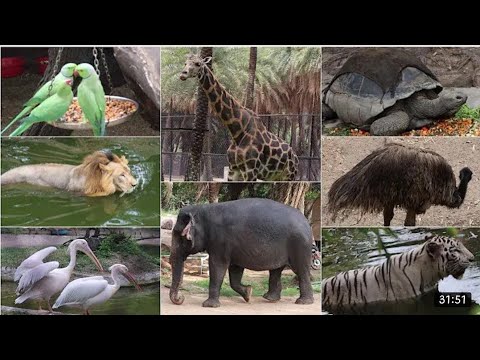 A day at mysore zoo - wikipedia || mysore zoo || karnataka || india | #skfuna1