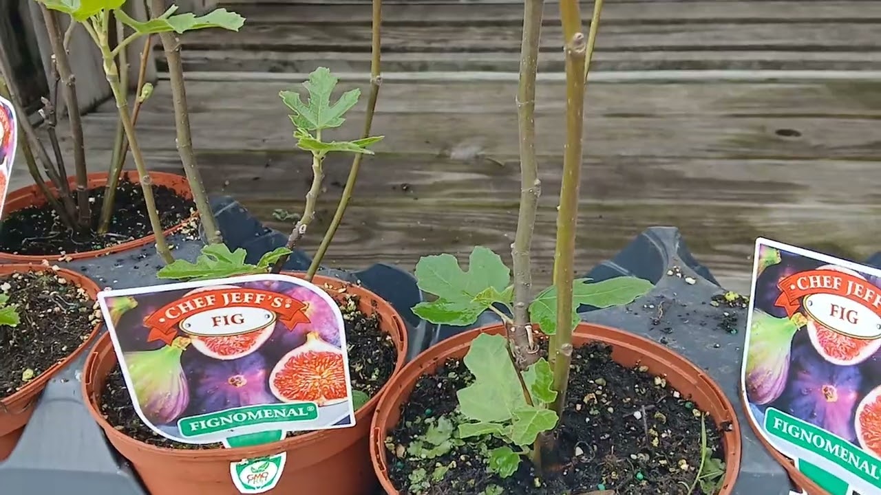 Fignomenal fig tree? Ever heard of this variety??