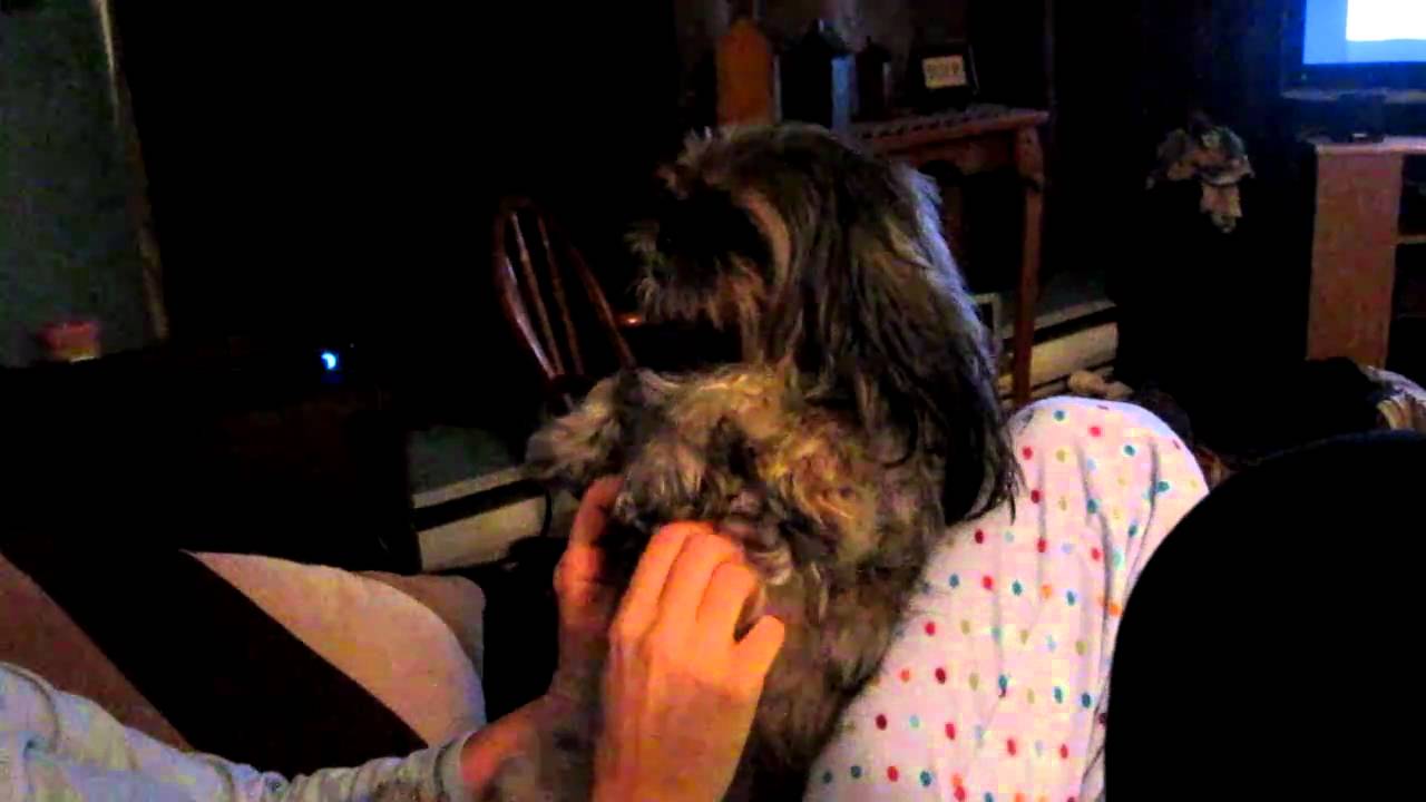 Dog waving Bye-Bye