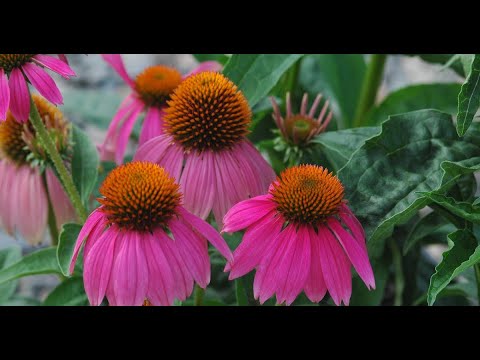 10 Drought tolerant plants for Zones 9,10 &11