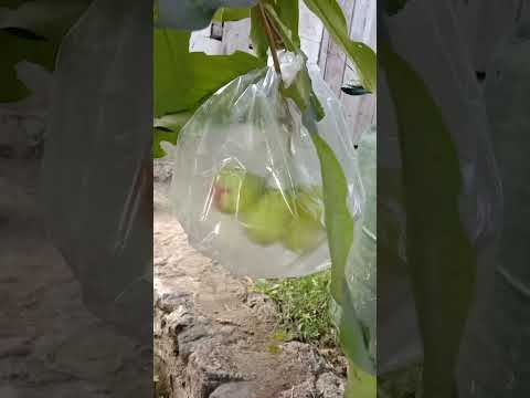 Jambu King Rose di Planterbag 100 L.