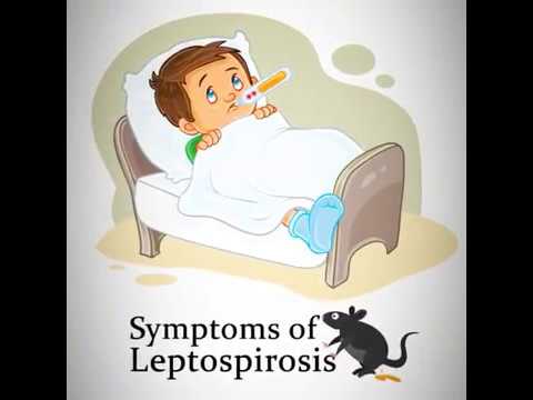 LEPTOSPIROSIS - Signs and Symptoms of Leptospirosis