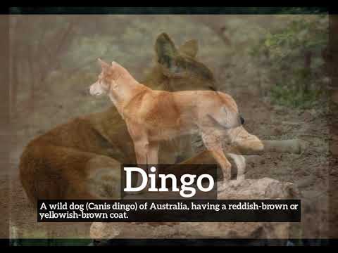 How Does Dingo Look? | What is Dingo? | How to Say Dingo in English?
