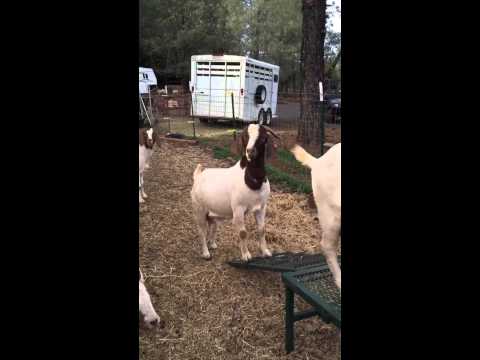 Screaming goat
