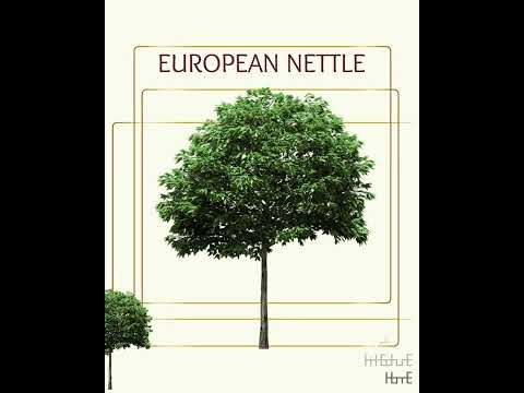 Real Tree Cliparts - European nettle - photoshop overlays png, Tree layout, transparent background