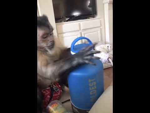 Curious George unboxing a water bottle