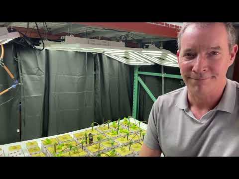 Growing one of the most valuable cash crops in the world