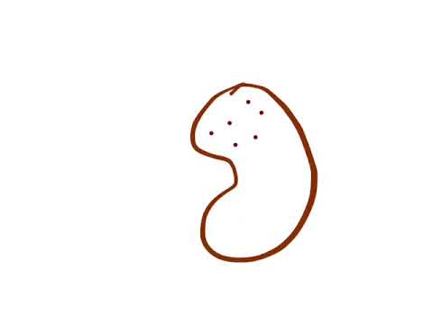 Osmosis in the Body