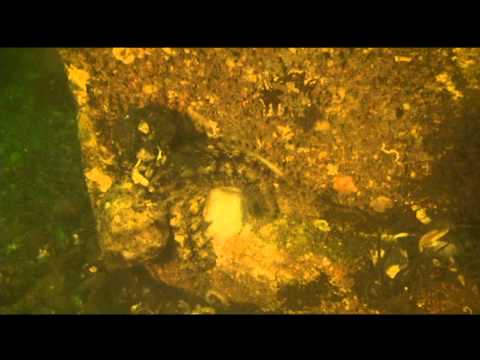 Jellies and cephalopods