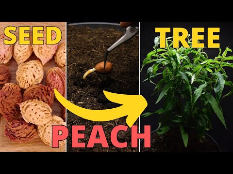 HOW To Grow Your Own Peach/Nectarine Tree at Home (Easy Method)