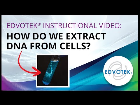 Edvotek Instructional Video: How do we extract DNA from cells?