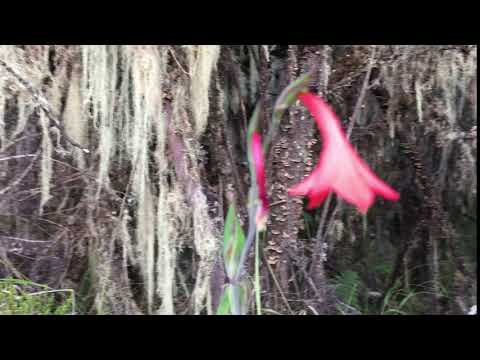 IMG 2971-Usnea
