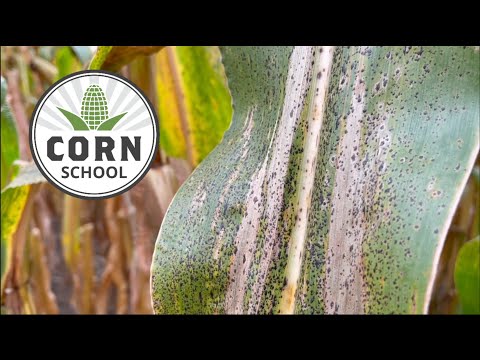 Corn School: Timing tar spot fungicide applications