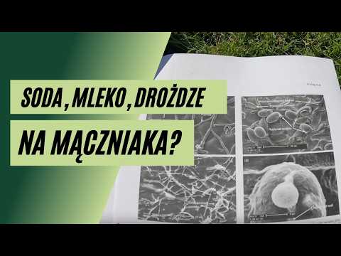 Drożdże, mleko i soda oczyszczona na mączniaka – czy to naprawdę działa? Sprawdzam badania!