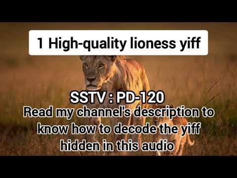 A high-quality lioness yiff - using SSTV, PD-120