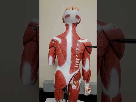 Anatomical Regions on a model - Anatomical Terminology