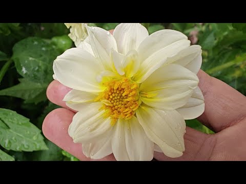 Garden Patch Of Flowers - Blooming