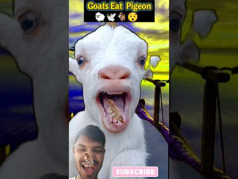 Goats eat pigeon🐑🕊😯_Goats_#shorts #goat #viral #pigeon #reaction