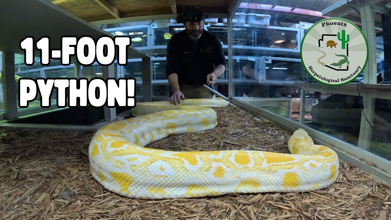 Do Burmese Pythons make good pets?