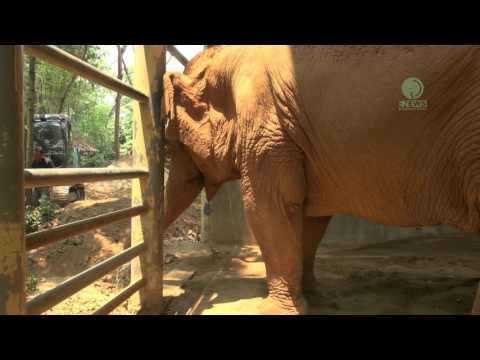 Touching Footage Of Elephant Cry To Dead Best Friend - ElephantNews